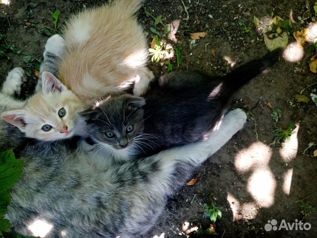Котята в добрые руки бесплатно