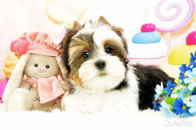 Бивер терьер, эффектный мальчик