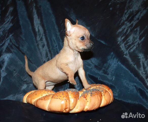 Тойчики. той-терьер. миниатюрные собачки-игрушки