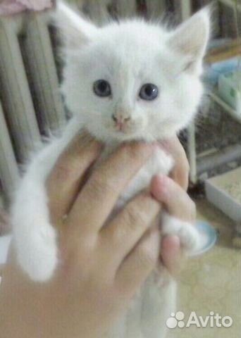 Белая голубоглазая ангора. Красота