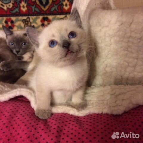 Котята тайские