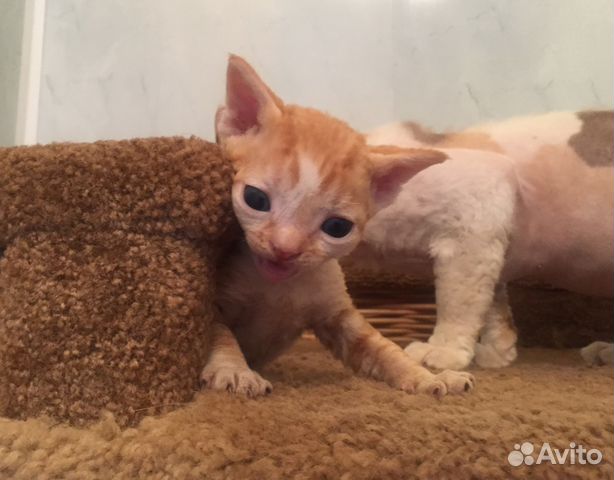 Красный тигренок ласковый котенок)