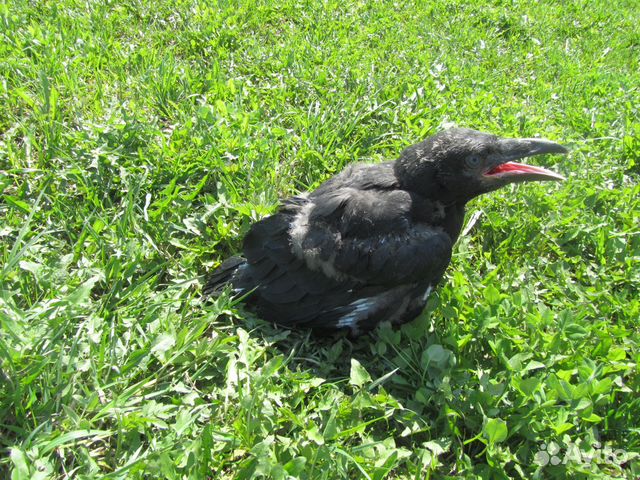 Черный ворон