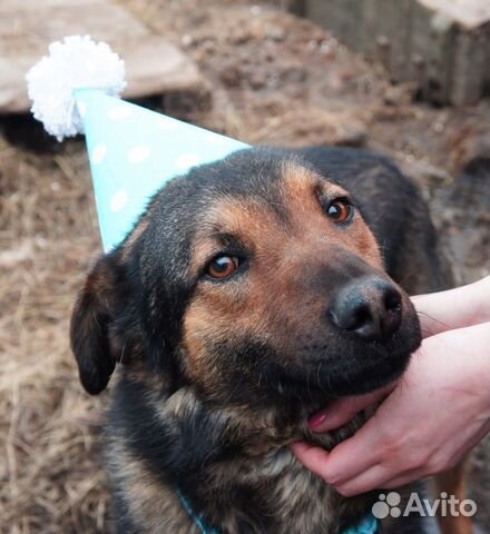 Собачки на охрану разных размеров
