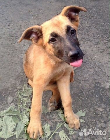 Плюшевые щенки палевого окраса в добрые руки