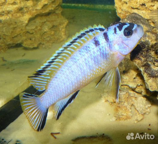 NEW. Tropheops sp. "elongatus boadzulu" Kanchedza