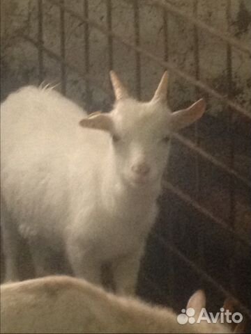 Козы. Козочки. Козлята