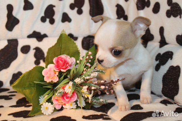 Щенок породы Чихуахуа (супер мини)