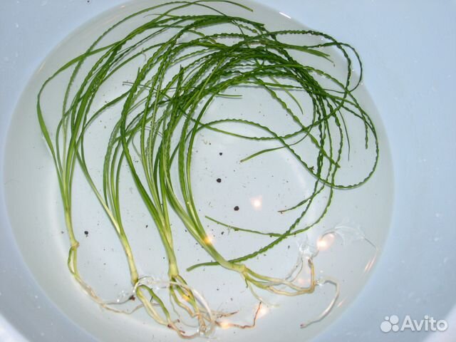 Кринум волнистый