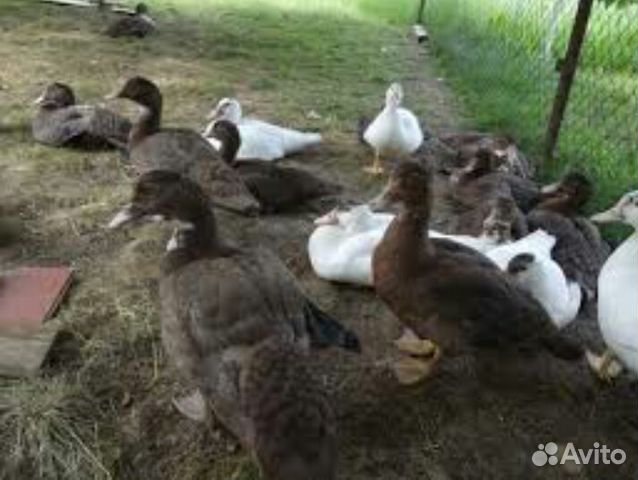 Индоутки и гуси