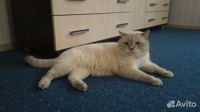 Голубоглазый шотландец