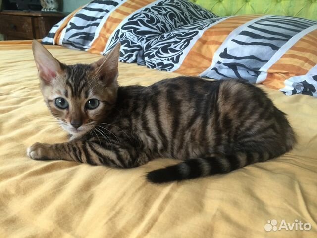 Тигруля- Тойгер девочка)