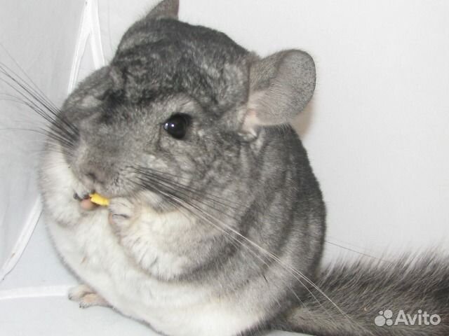 Шиншилла стандарт носитель сапфира