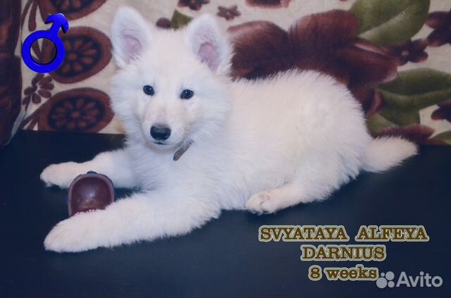 Белой швейцарской овчарки щенки