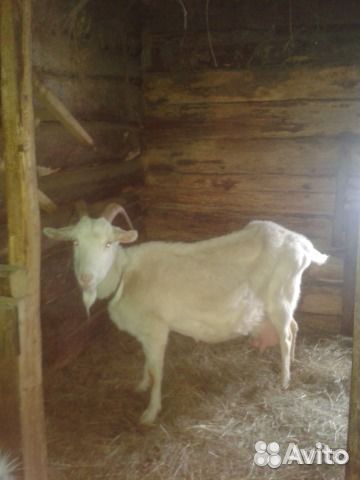 Коза дойная продам или обмен