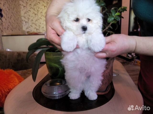 Чудо чудное мальтезики