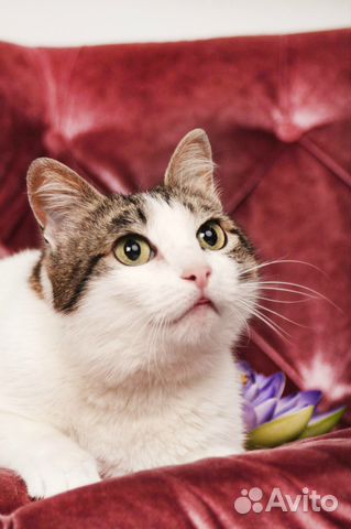 Василиса Прекрасная