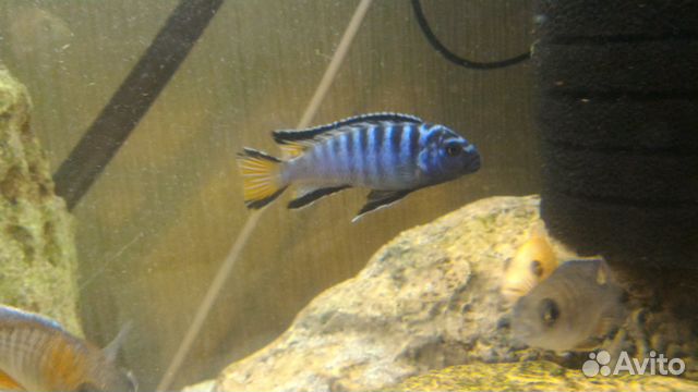 Pseudotropheus Elongatus Mpanga