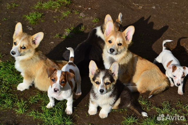 Можете осчастливить кого-то из щеночков)