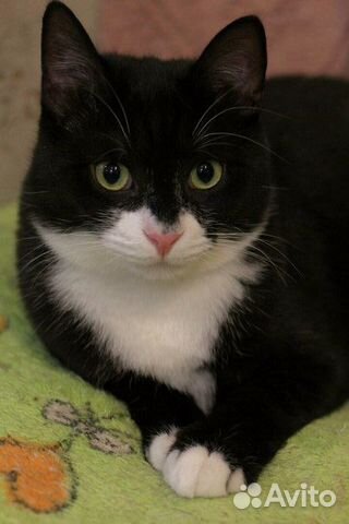 Тихий ласковый кот ищет дом