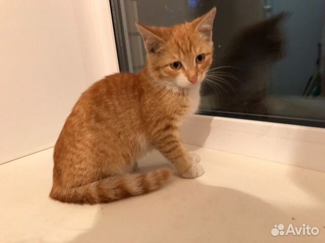 Отдам кота в хорошие руки