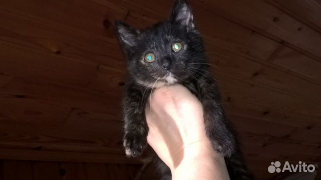 Бомбейская черная кошечка котенок