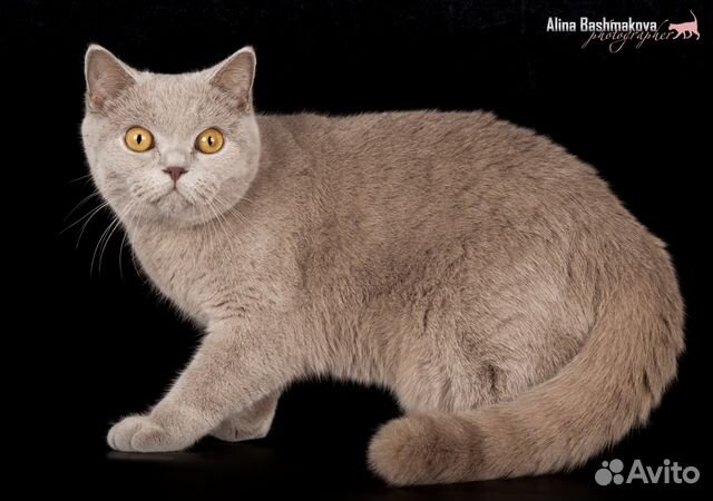 Кошка британская