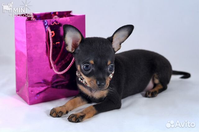 Той-терьер девочка