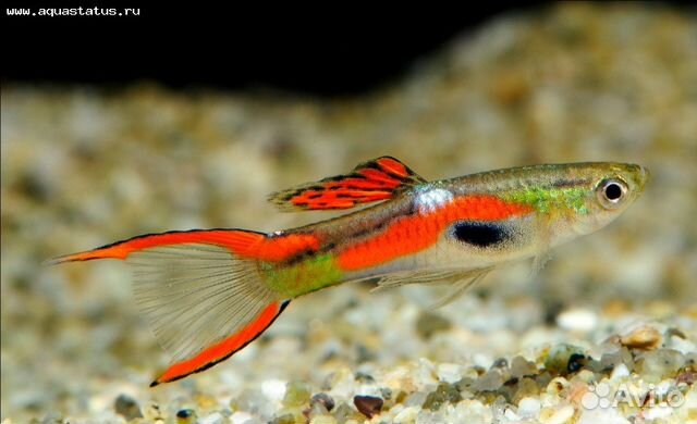 Гуппи Эндлера