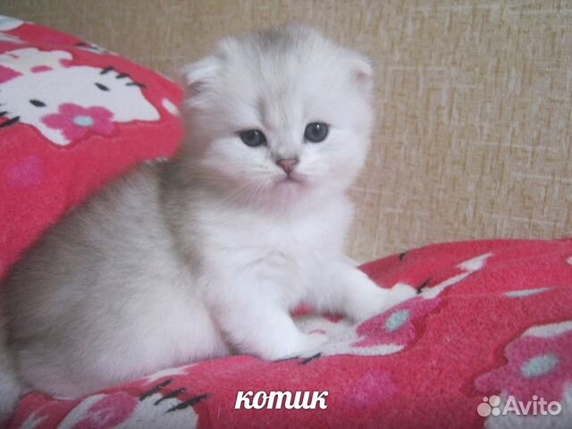 Драгоценные котята