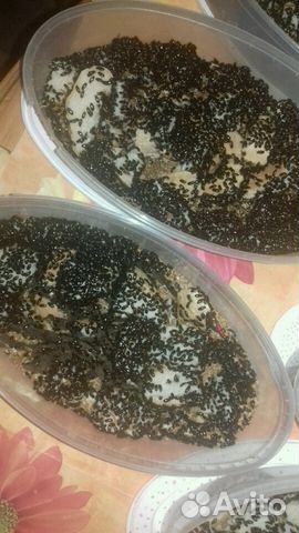 Жук знахарь