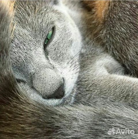 Элитные котята порода Русская голубая