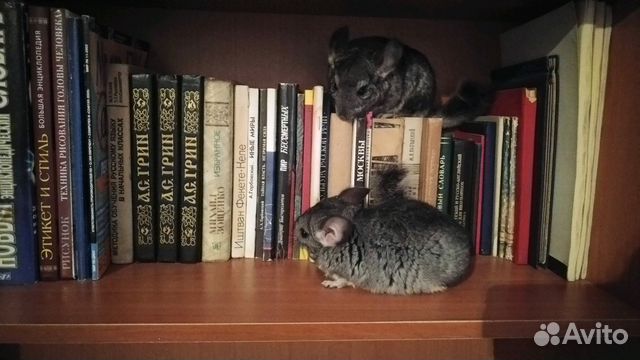 Самочки шиншиллы 6 мес