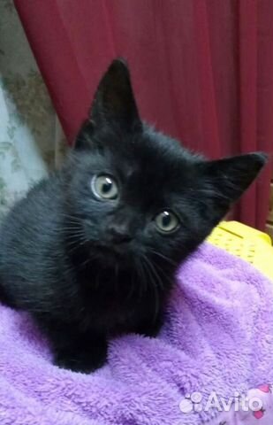 Маленький черный Бусик -1.5мес. ждет хозяев