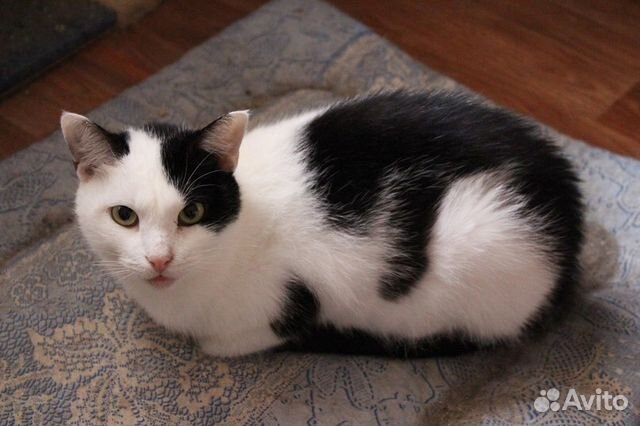 Афоня ищет хозяина