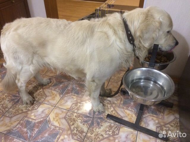 Вязка золотистого ретривера