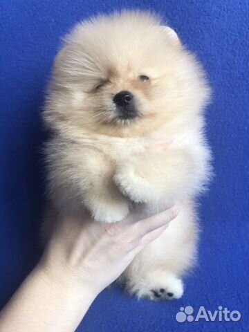 Кремовый медвеженок