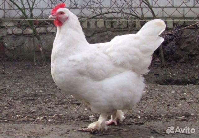 Семьи породных кур