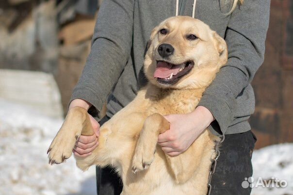 Отличная охранница ищет дом