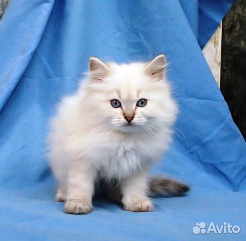 Чудесные котята