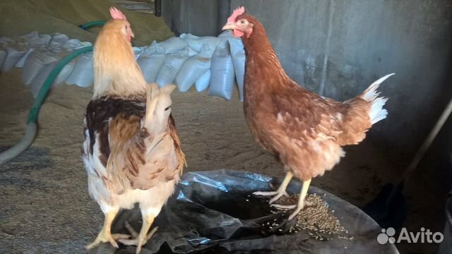 Молодка Родонит 3