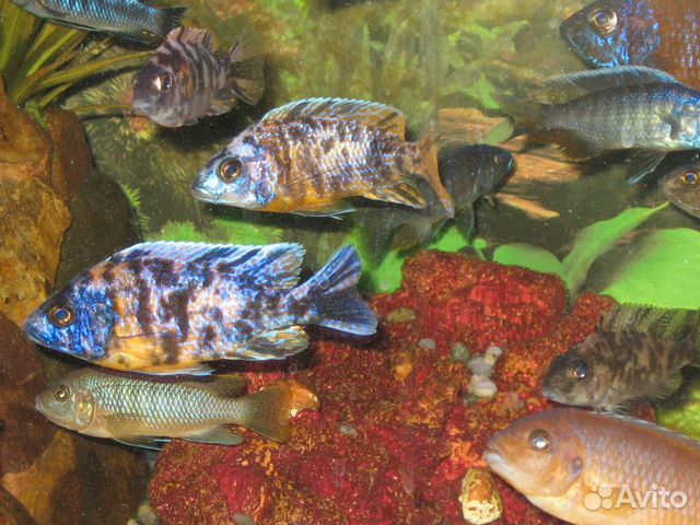 Аулонокара Мультиколор 11-12 см