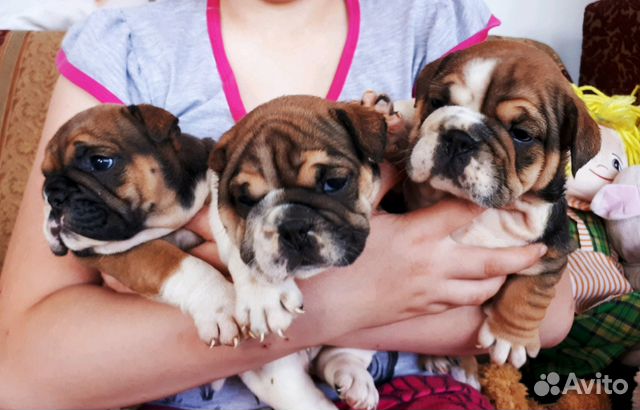 Девочки редких окрасов и Триколор генные