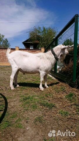 Козлята Зааненские