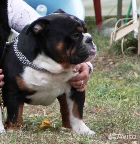 Кобель для вязки