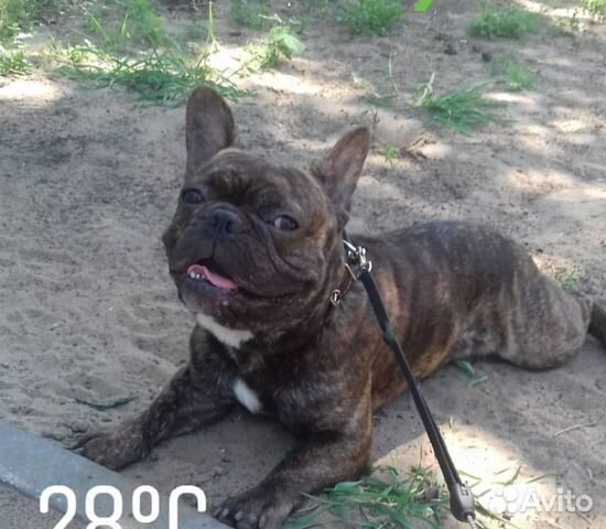 Французский бульдог вязка
