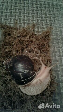 Улитки ахатины иммакуляты, улитята