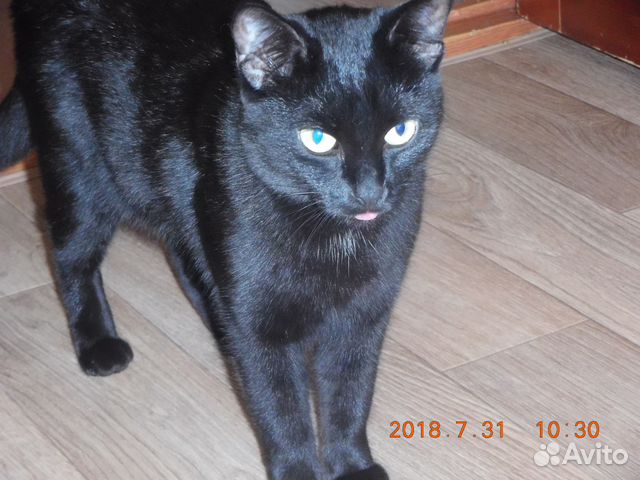 Кошечка Лиза 1 год