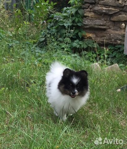 Девочка шпица редкого пати окраса