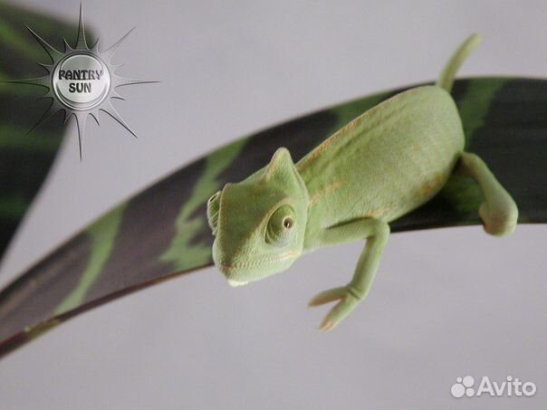 Йеменский хамелеон малыши самки, токи